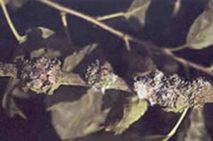 Fruittuin: de problemen met wollige bloedluis bij appelen