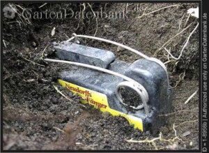 Tuindokter: hoe woelratten en woelmuizen bestrijden?